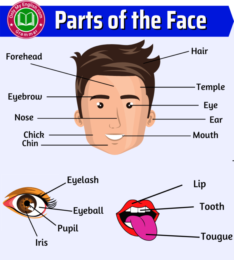 Face Parts Name in English with Pictures » Onlymyenglish.com