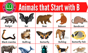 100 Common Zoo Animals List with Pictures » Onlymyenglish.com