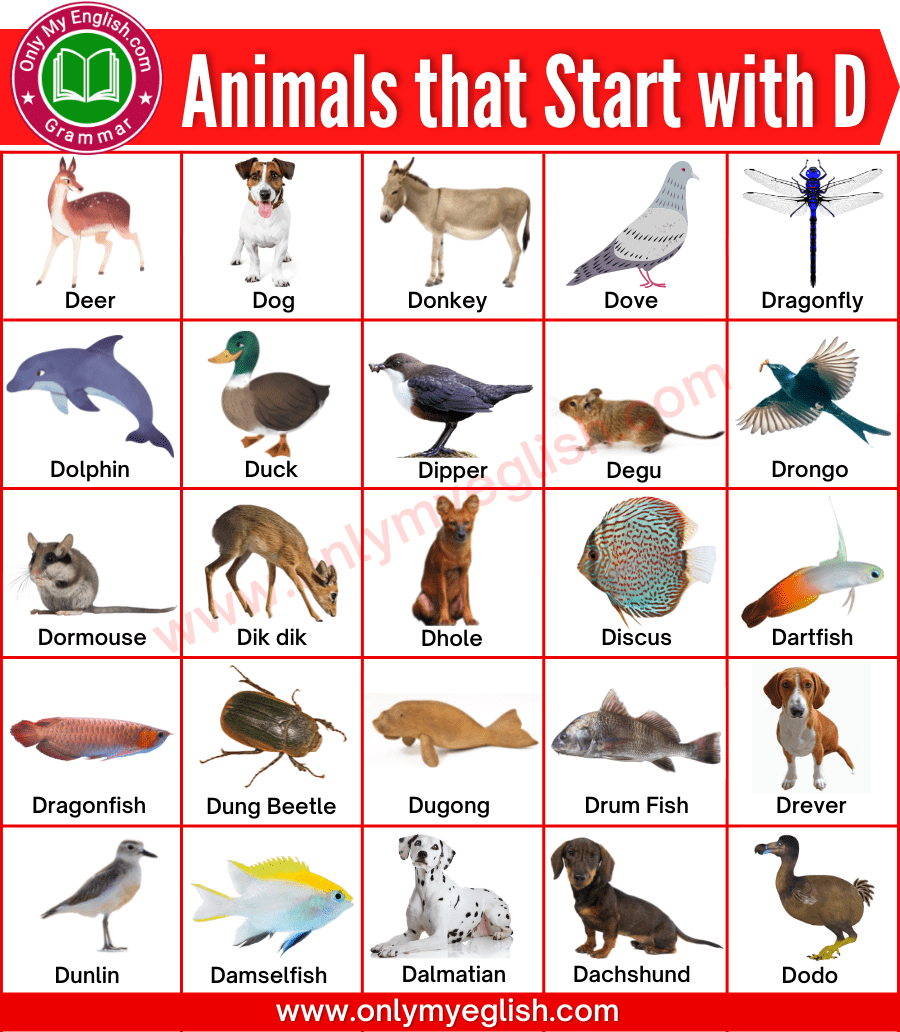 50+ Animals that Start with D | Animals beginning with D ...