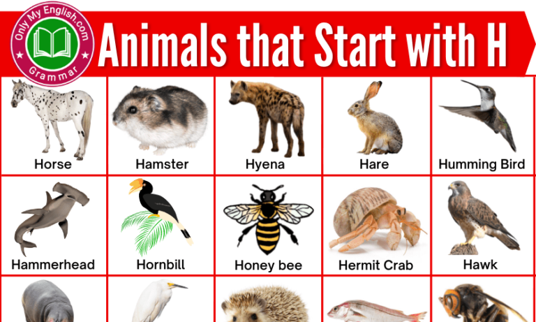 Animal Sounds Name List in English » Onlymyenglish.com