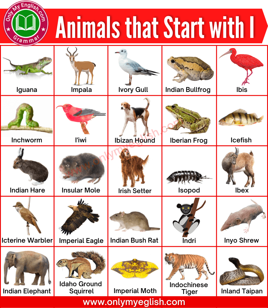 Animals that Start with I | Animals beginning with I » Onlymyenglish.com