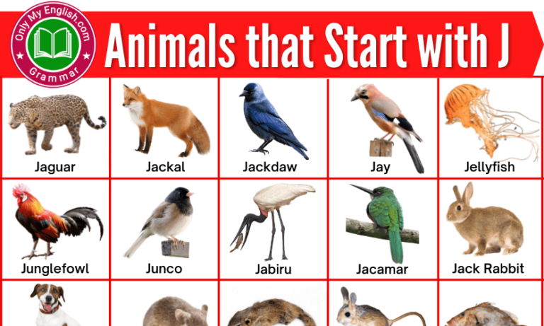 Animals that Start with I | Animals beginning with I » Onlymyenglish.com