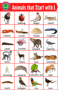 60+ Animals that Start with L | Animals beginning with L ...