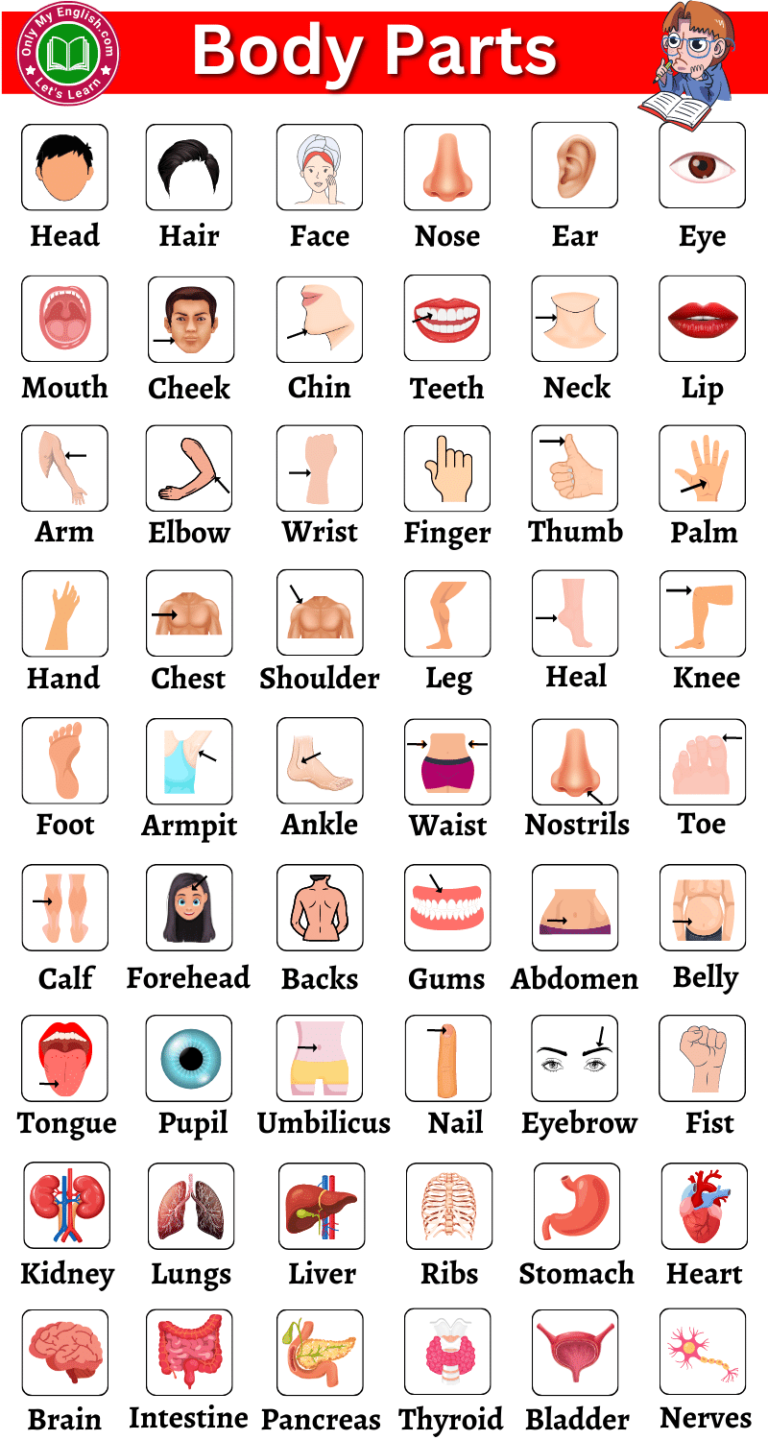 Body Parts Name in English with Pictures