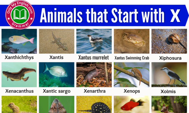 100 Common Zoo Animals List with Pictures » Onlymyenglish.com