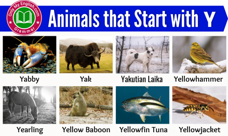 100 Common Zoo Animals List with Pictures » Onlymyenglish.com