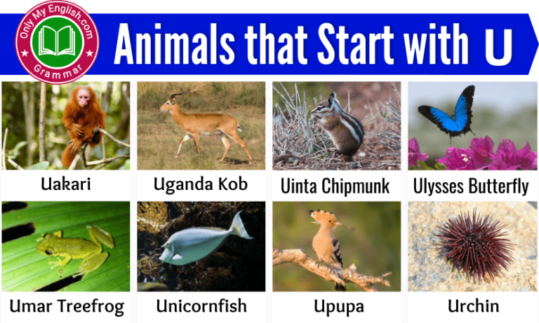 35+ Animals that Start with O | Animals beginning with O ...