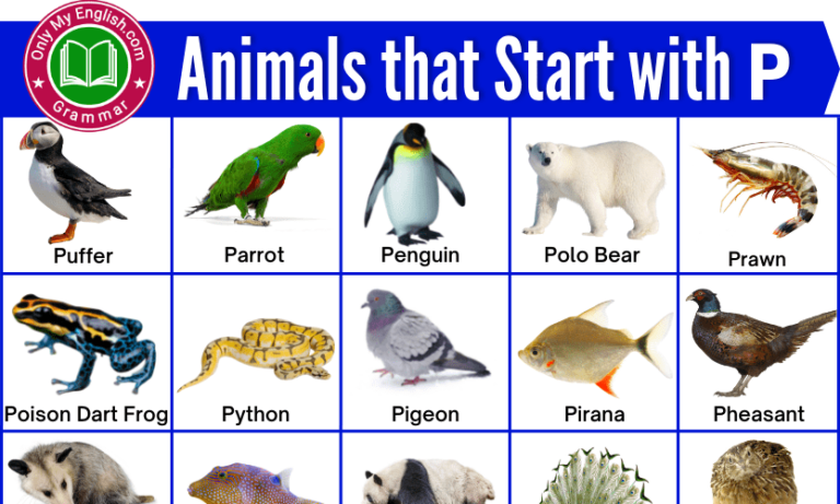 30+ Carnivores Animals Name List with Pictures » Onlymyenglish.com