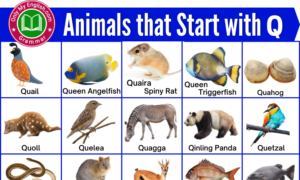 A to Z Animals Name List with Picture » Onlymyenglish.com
