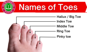 Names of Toes: Individual Names of Toes on Feet » Onlymyenglish.com