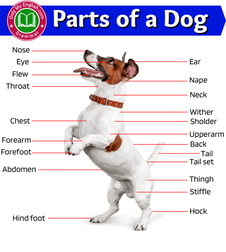 Dog Body Parts Name with Pictures » Onlymyenglish.com