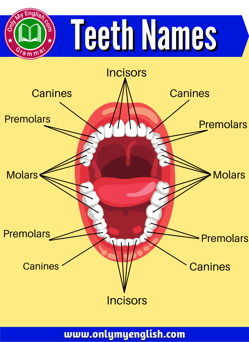 Human all Teeth Names in English with Pictures » Onlymyenglish.com
