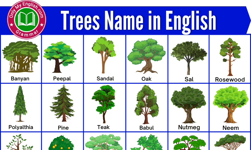 50 Different Types Of Trees Name In English Onlymyenglish