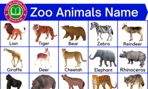 A to Z Animals Name List with Picture » Onlymyenglish.com